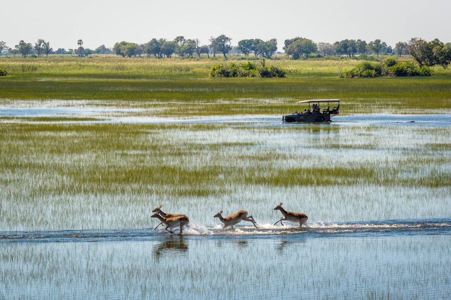 Okavango Delta Flood 2026: A Big, Beautiful Year Ahead in Botswana ...