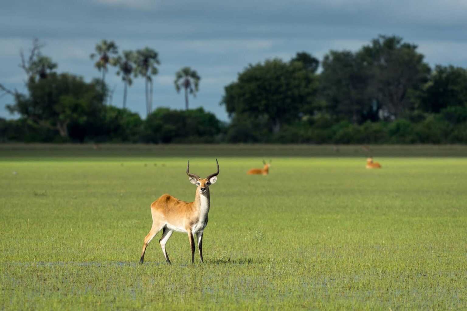 Jao Camp - Okavango Delta