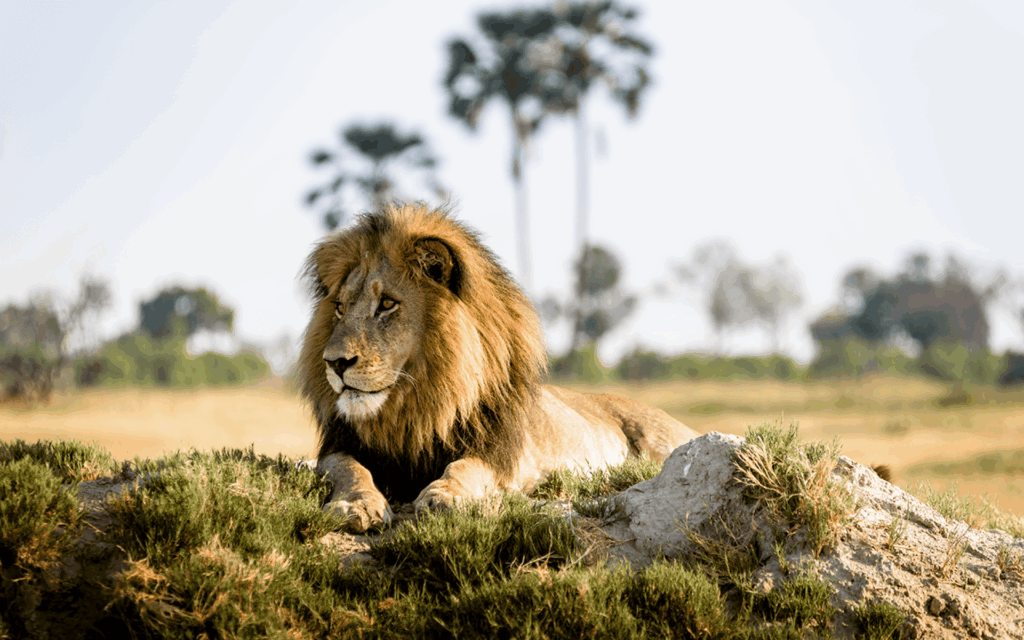 Xigera Safari Lodge - Okavango Delta
