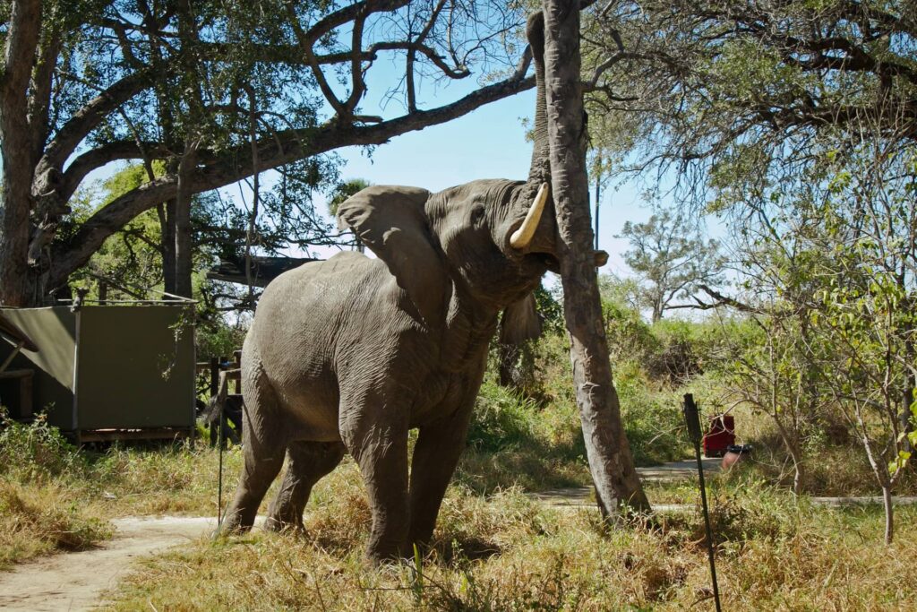 Oddballs Camp - Okavango Delta