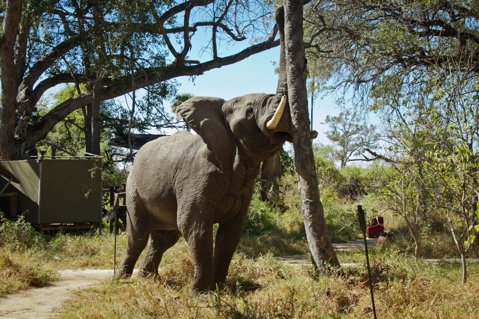 Oddballs Camp - Okavango Delta