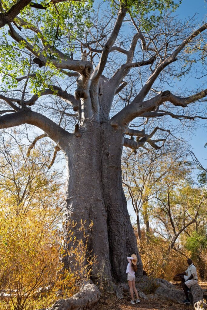 Zambezi Queen - Okavango Delta