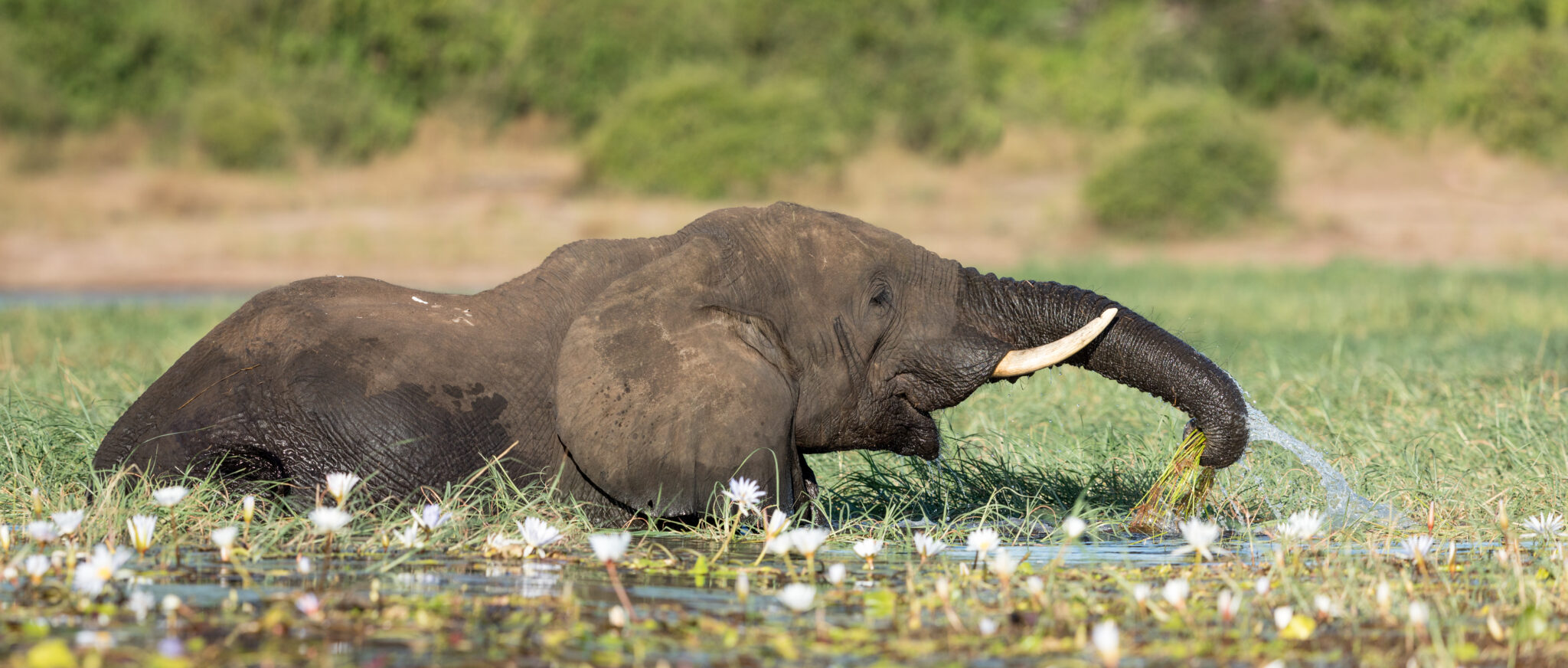 North Island Okavango - Okavango Delta